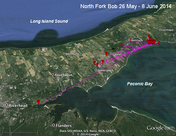 North Fork Bob